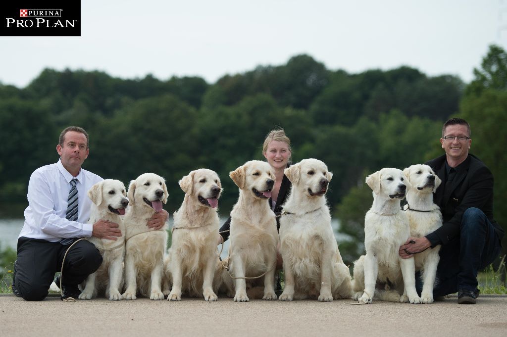 Accueil - Golden Retriever: ELEVAGE DE BIHAN KI BREIZH